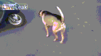 Liveleak GIFs - Get the best gif on GIFER