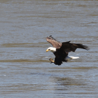 Adler GIFs - Get the best gif on GIFER