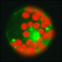 Botany GIFs - Get the best gif on GIFER