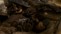Fungus GIFs - Get the best gif on GIFER