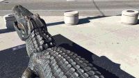 Gator GIFs - Get the best gif on GIFER