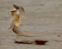 Maxima GIFs - Get the best gif on GIFER