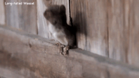 Huron GIFs - Get the best gif on GIFER