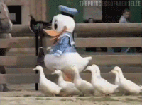Pato GIFs - Get the best gif on GIFER