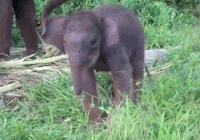 Trunk GIFs - Get the best gif on GIFER