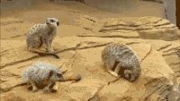 Suricate GIFs - Get the best gif on GIFER