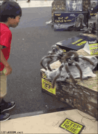 Spinne GIFs - Get the best gif on GIFER