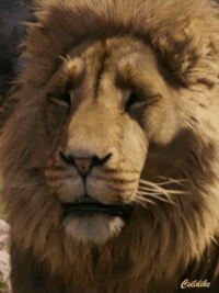 Leon GIFs - Get the best gif on GIFER