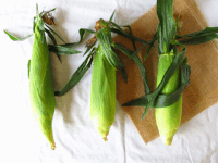 Corn GIFs - Get the best gif on GIFER
