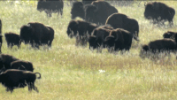 Species GIFs - Get the best gif on GIFER