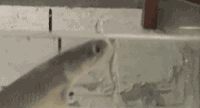 Polypterus GIFs - Get the best gif on GIFER