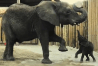 Elephant GIFs - Get the best gif on GIFER