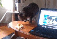 Scale GIFs - Get the best gif on GIFER