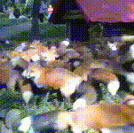 Ahti GIFs - Get the best gif on GIFER