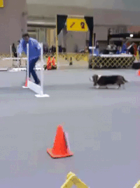 Agility GIFs - Get the best gif on GIFER