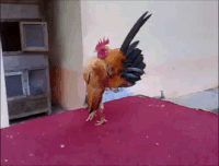 Rooster GIFs - Get the best gif on GIFER