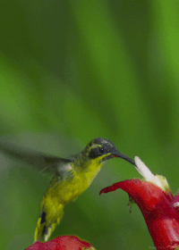 Hummingbirds GIFs - Get the best gif on GIFER