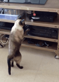 Dvd GIFs - Get the best gif on GIFER