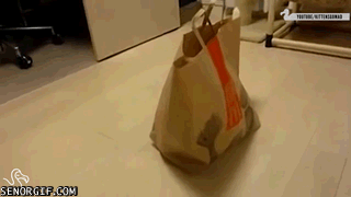 Bag cat GIFs - Get the best gif on GIFER