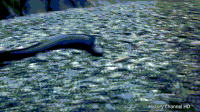 Eels GIFs - Get the best gif on GIFER