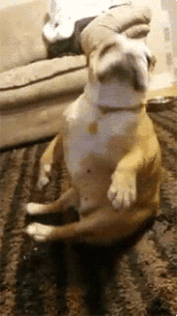 Itches GIFs - Get the best gif on GIFER