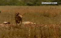 Ocelot GIFs - Get the best gif on GIFER