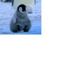 Penguin GIFs - Get the best gif on GIFER