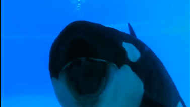 Whaling GIF - Conseguir o melhor gif em GIFER