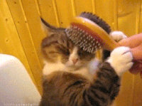 Brush GIFs - Get the best gif on GIFER