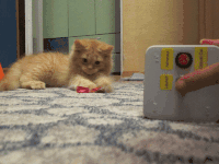 Energetic GIFs - Get the best gif on GIFER