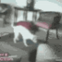 Fases GIFs - Get the best gif on GIFER