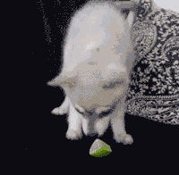 Limes GIFs - Get the best gif on GIFER