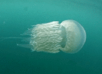 Cnidaria GIFs - Get the best gif on GIFER