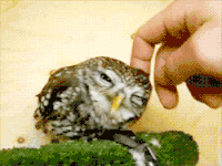 Hibou GIFs - Get the best gif on GIFER