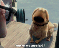 Collared GIFs - Get the best gif on GIFER