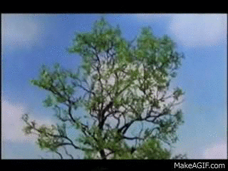 Tree3 GIFs - Get the best gif on GIFER