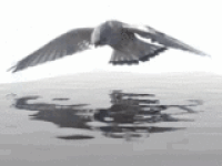 Hovering GIFs - Get the best gif on GIFER