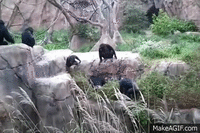 Chucking GIFs - Get the best gif on GIFER
