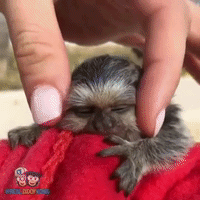 Pygmy marmoset GIF - Conseguir o melhor gif em GIFER