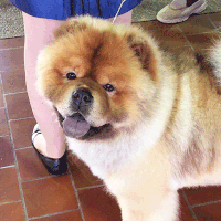 Chow GIFs - Get the best gif on GIFER