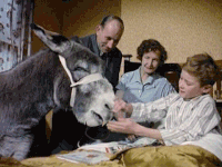 Mule GIFs - Get the best gif on GIFER