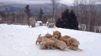 Pile GIFs - Get the best gif on GIFER
