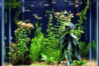 Aquarium GIFs - Get the best gif on GIFER