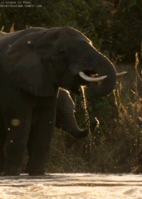 Elephant GIFs - Get the best gif on GIFER