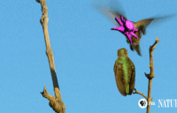 Hummingbirds GIFs - Get the best gif on GIFER