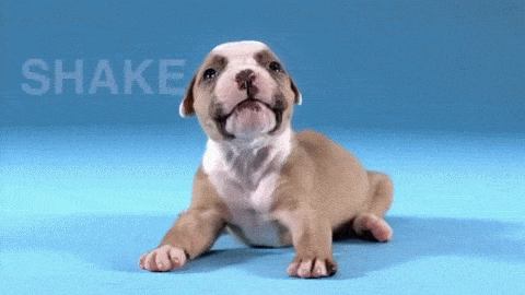 Shake puppies the book GIF - Conseguir o melhor gif em GIFER