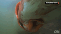Giant squids GIFs - Get the best gif on GIFER