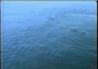 Cetaceans GIFs - Get the best gif on GIFER