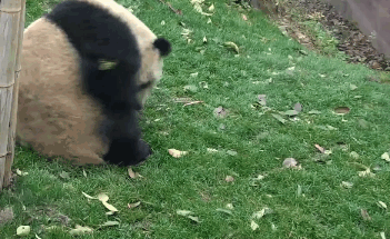 Tumble GIFs - Get the best gif on GIFER