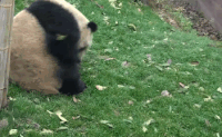 Panda GIFs - Get the best gif on GIFER